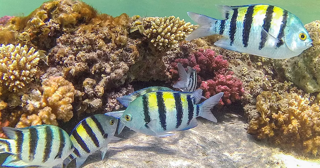 The Immense Reef Of The Red Sea That Could Become “The Last Coral ...