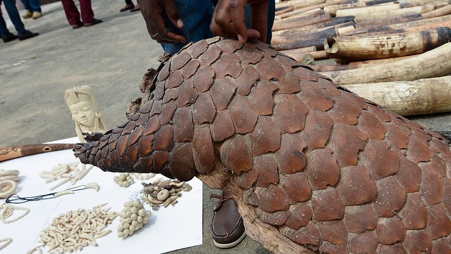 World Pangolin Day: Poaching, Trafficking Threaten African Pangolins ...