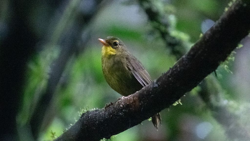 After Being Untraceable for 24 Years, A Rare Bird Reappears in ...
