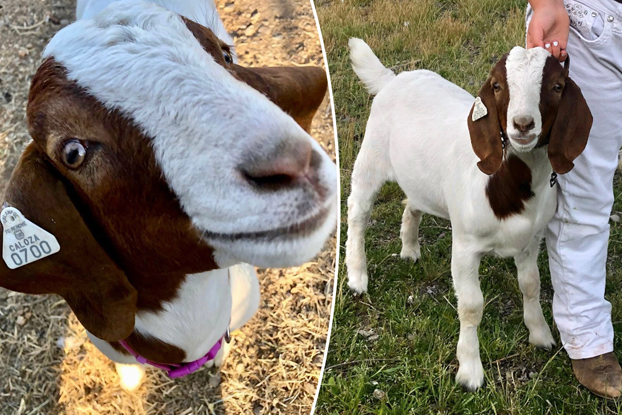Girl, 9, Sues California State Fair After Her Pet Goat Was Sold And ...